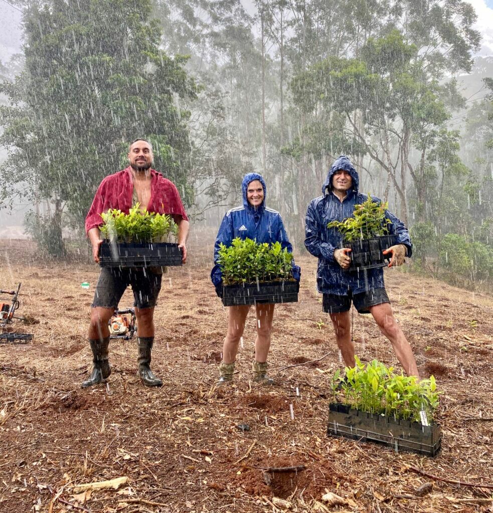 Reforestation "Big Scrub Rainforest" in Australia | ReviewForest